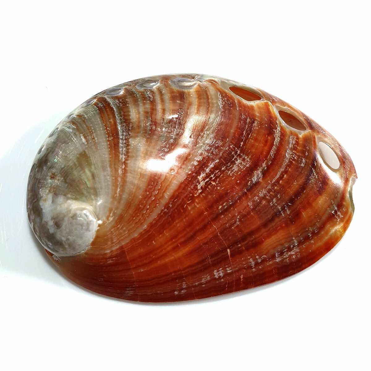 Red Abalone Shell