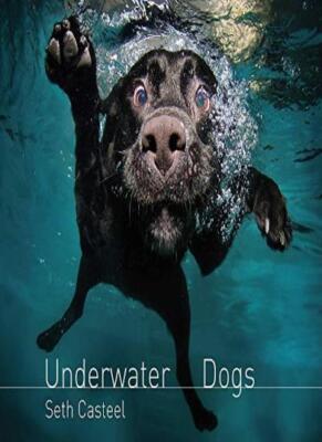 Underwater Dogs By Seth Casteel. 9781472211743 | eBay