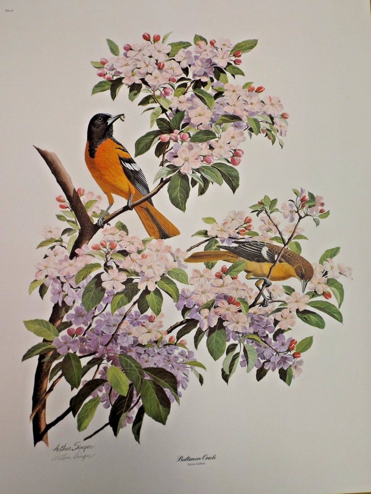 "Baltimore Oriole" by Arthur Singer Artist Pencil Signed Plate 2 - 1973 ...