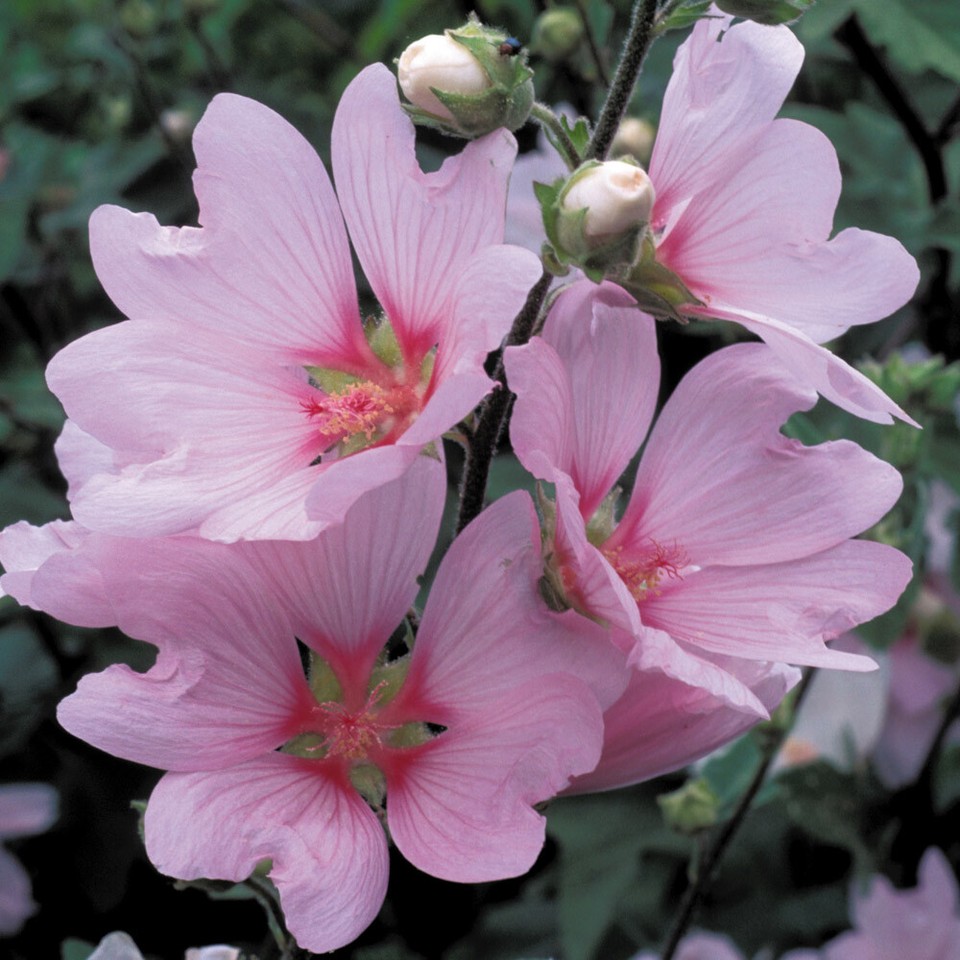 Lavatera 'Barnsley Baby'. Plug Plant x 6. Tree mallow, Dwarf shrub ...