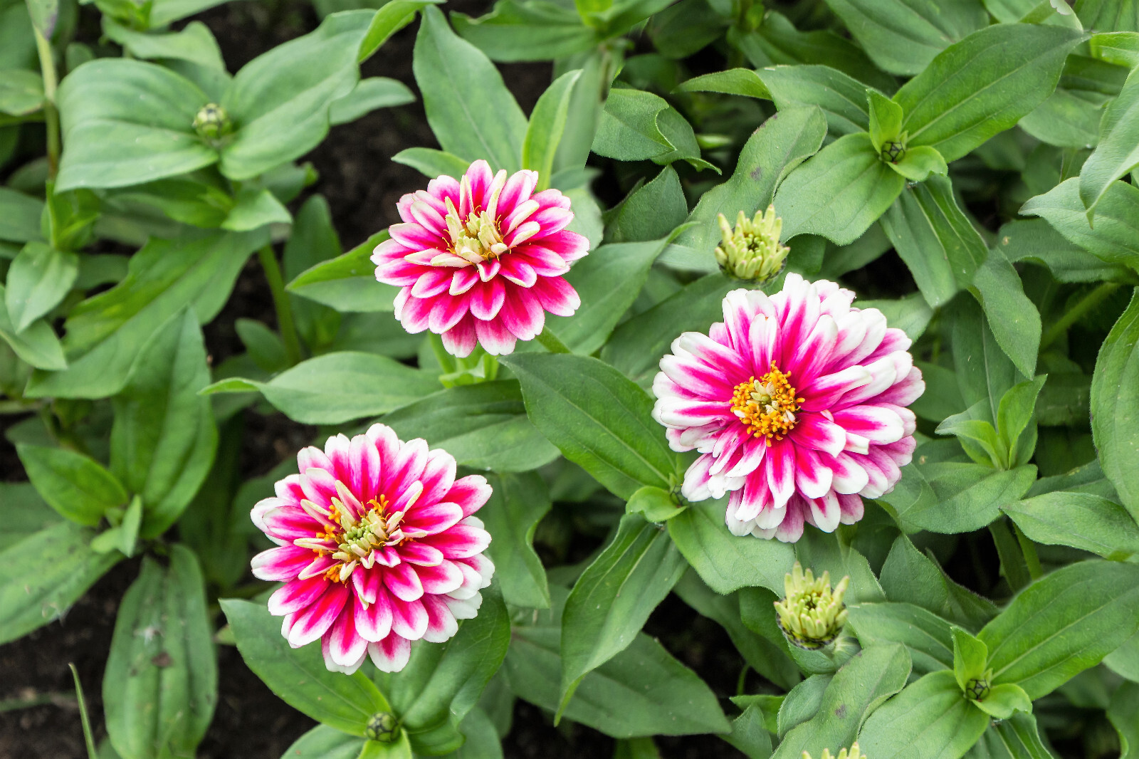 100 ICE QUEEN ZINNIA Elegans Bicolor Double Pink Red White Flower Seeds ...
