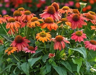 ECHINACEA ‘Lakota™ Red’- Hardy Perennial Plant - ex 9cm (P9) Pot | eBay UK