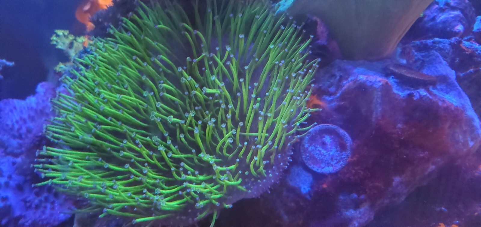 Super Rare Leather Frag Pack (Corals Colorful leathers polyps live reef ...