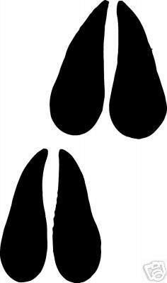Pronghorn Antelope Tracks