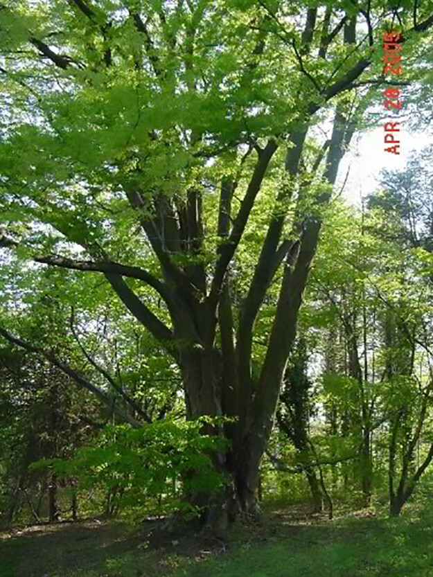 Japanese Zelkova, Zelkova serrata, Tree Seeds (Fast, Hardy, Fall Colors ...