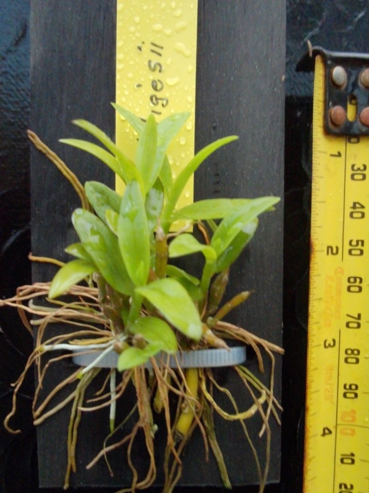 SPECIES ORCHID Dendrobium loddigesii | eBay Australia