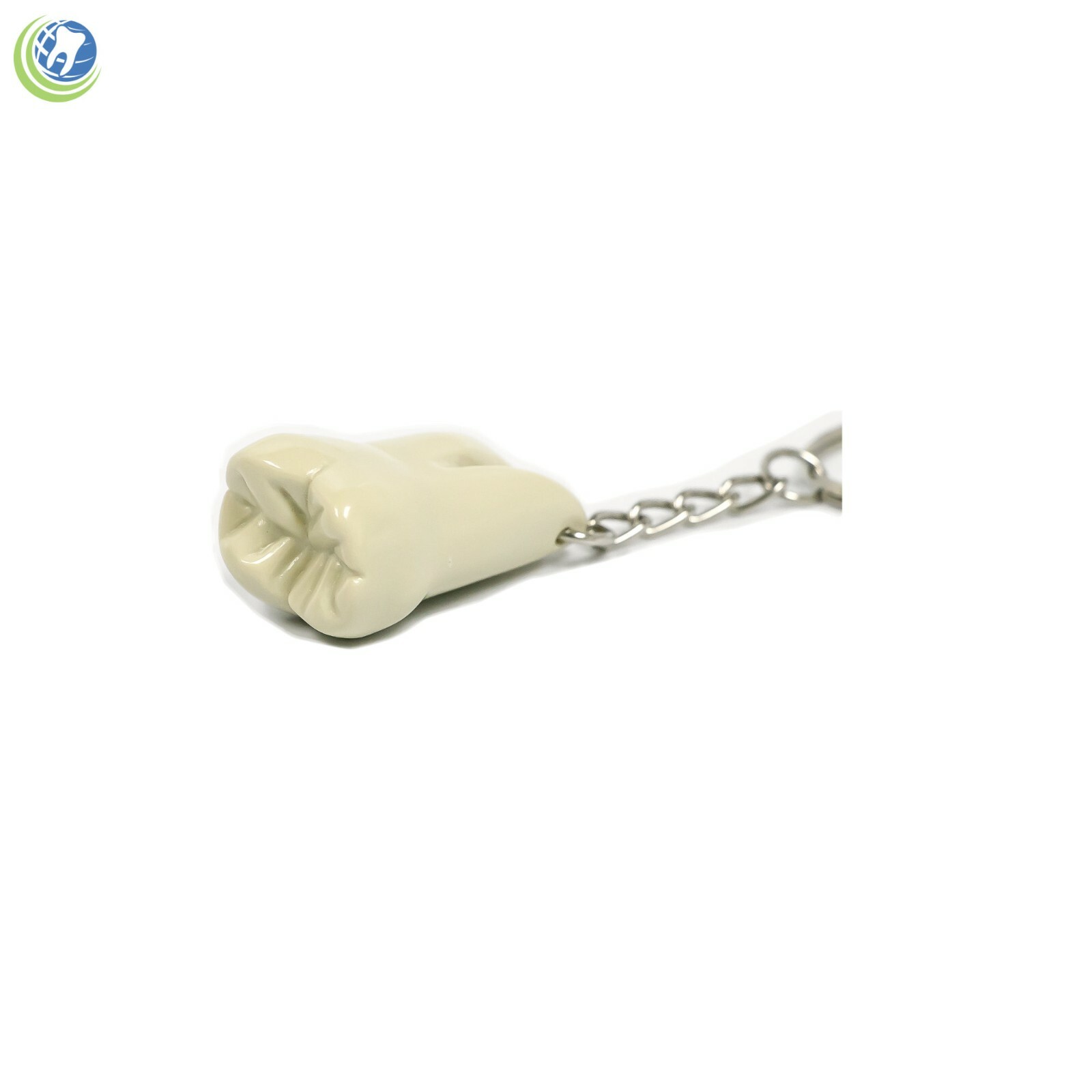 5X Molar Shaped Anatomical Tooth Keychain Gift Dental Student Hygienist ...