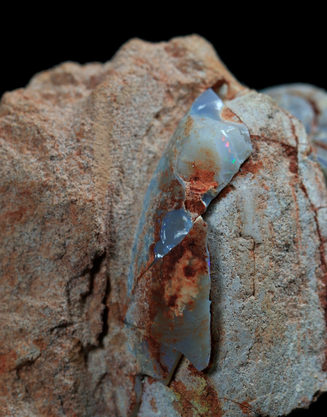37.95 MM OPALISED GASTROPOD VIVIPARID SNAIL FOSSIL LIGHTNING RIDGE ...