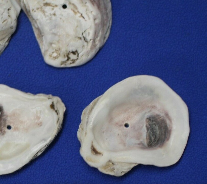 Center Hole Drilled Oyster Shells For Crafts, Tumbled Smooth, 2 1/2 ...