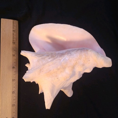 Large Queen Conch Pink Sea Shell Aproximately 7 " | eBay
