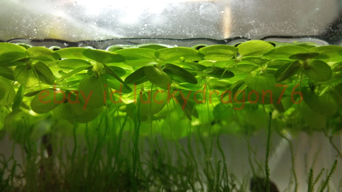 Frogbit Aquarium