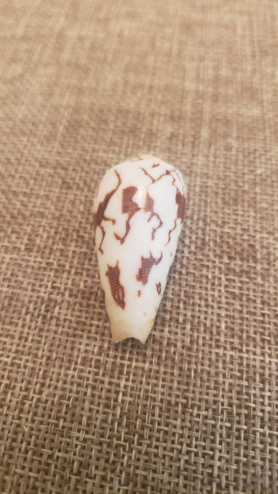 Conus Julii 38mm Super Rare Color | eBay