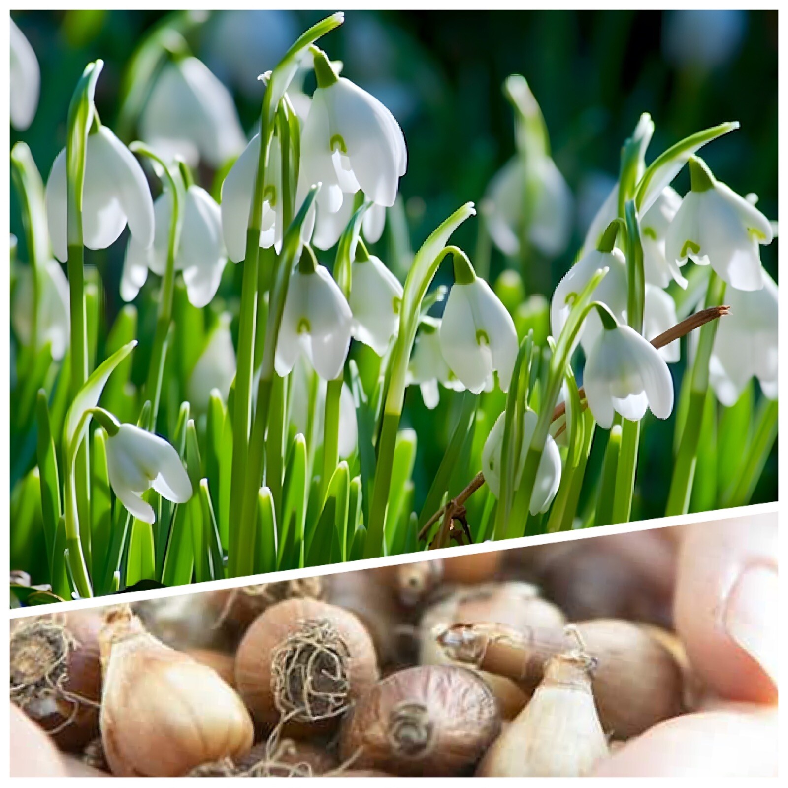 Double Snowdrop Bulbs X100 Galanthus Nivalis Flore Pleno spring ...