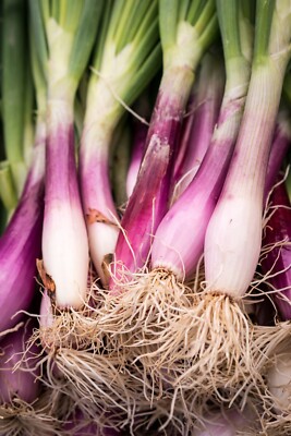 Vegetable - Onion - Long Red Florence - 1000 Seeds | eBay UK