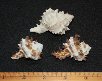 Nice Lot of One Pink and Two Long Spine Black & White Murex Sea Shells ...