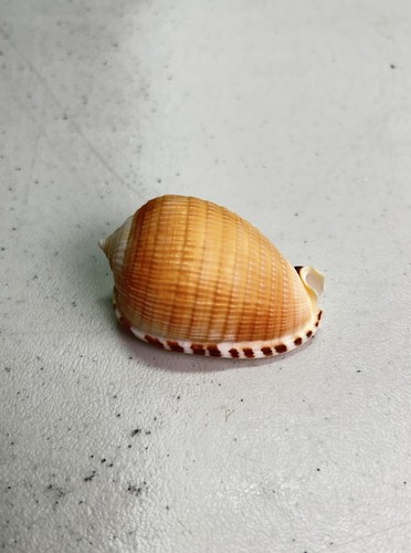 Cypraecassis testiculus Cowrie Helmet Snail Seashell Atlantic Coast USA ...