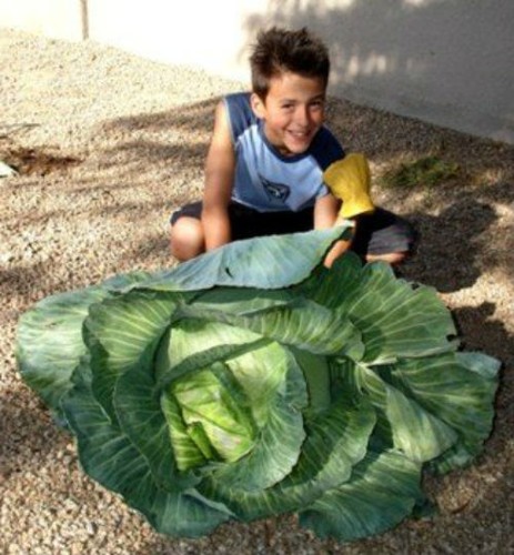 Seed HUGE O-S Cross Giant Cabbage 50 Seeds 70lb HEAD Garden | eBay