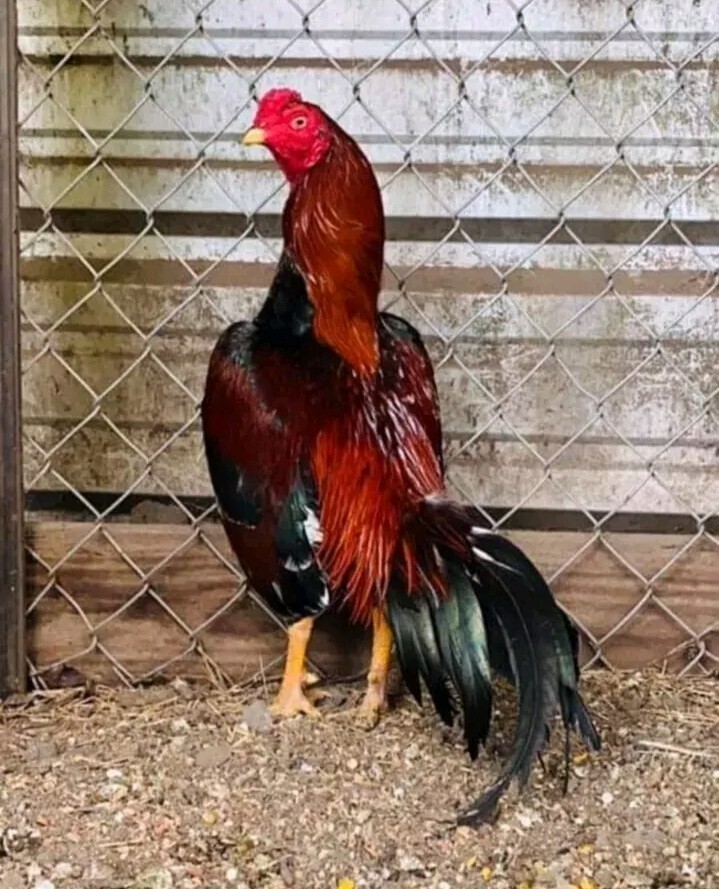 12 PURE COBRA ASIL CHICKEN HATCHING EGGS ED FLYNT ORIENTAL GAMEFOWL ...
