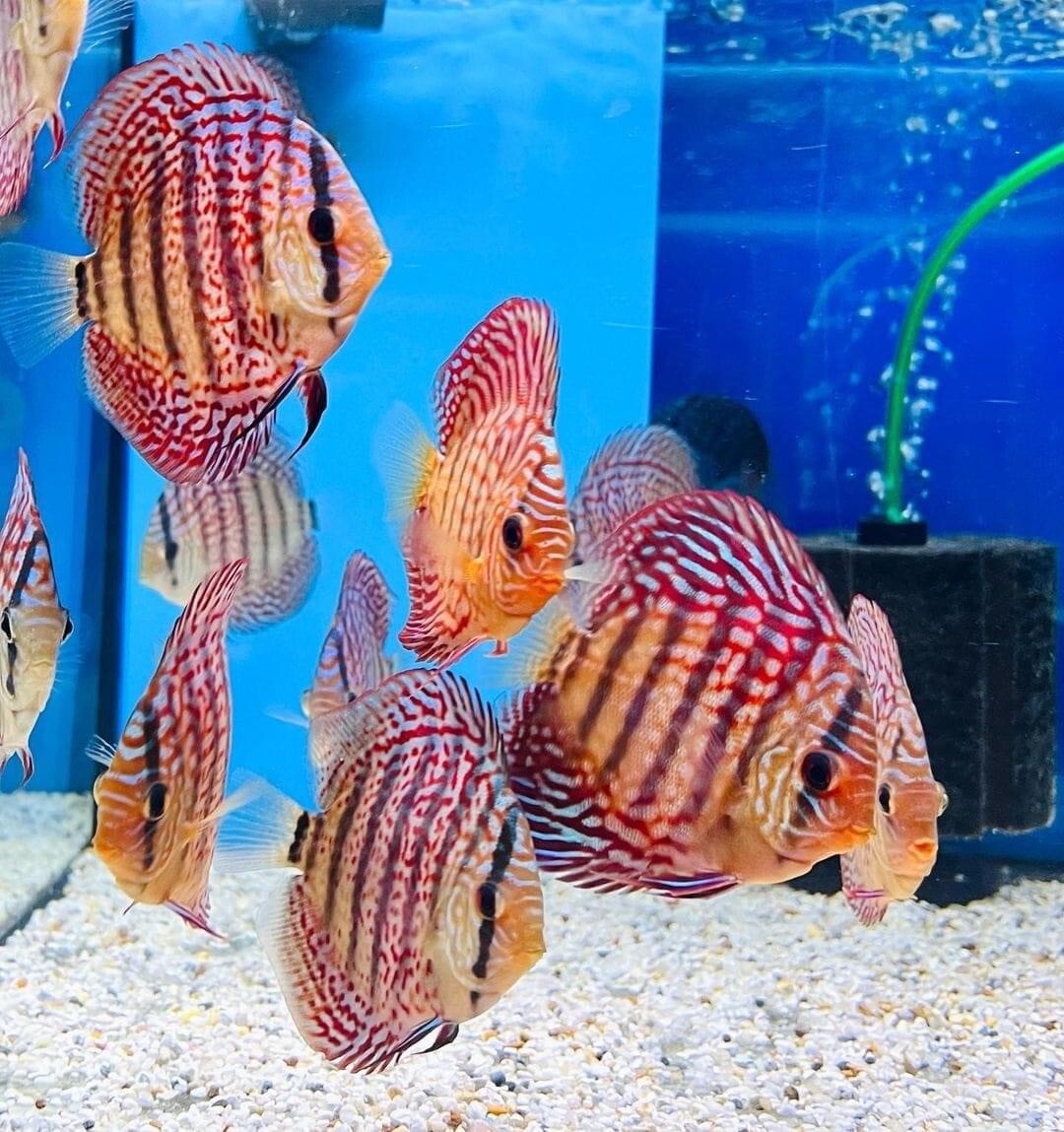 High Quality Tiger Turquoise Discus 3.5in - Very Unique Fish | eBay