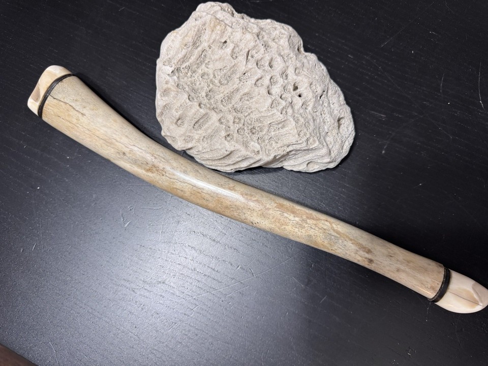 Ancient Alaskan Fossilized Oosik | eBay