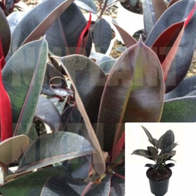 Ficus Rubber black 6Inches Pot purple Ficus Elastica Fig Live Plant | eBay