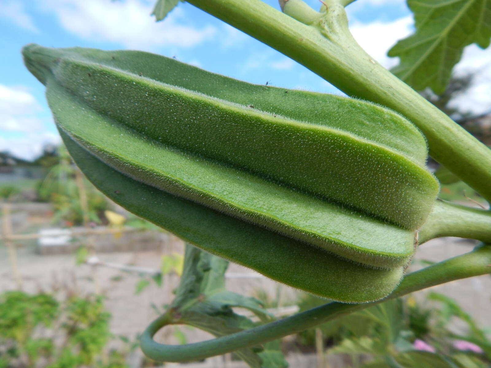 "BIG OKRA" - 25 Fresh Seeds "The Star of David" aka Old Fashioned Okra ...