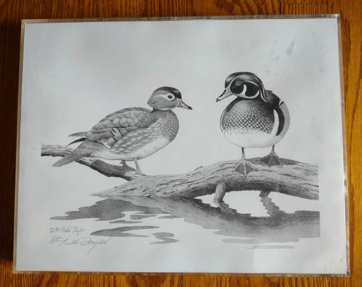 Wood Duck Pencil Drawing