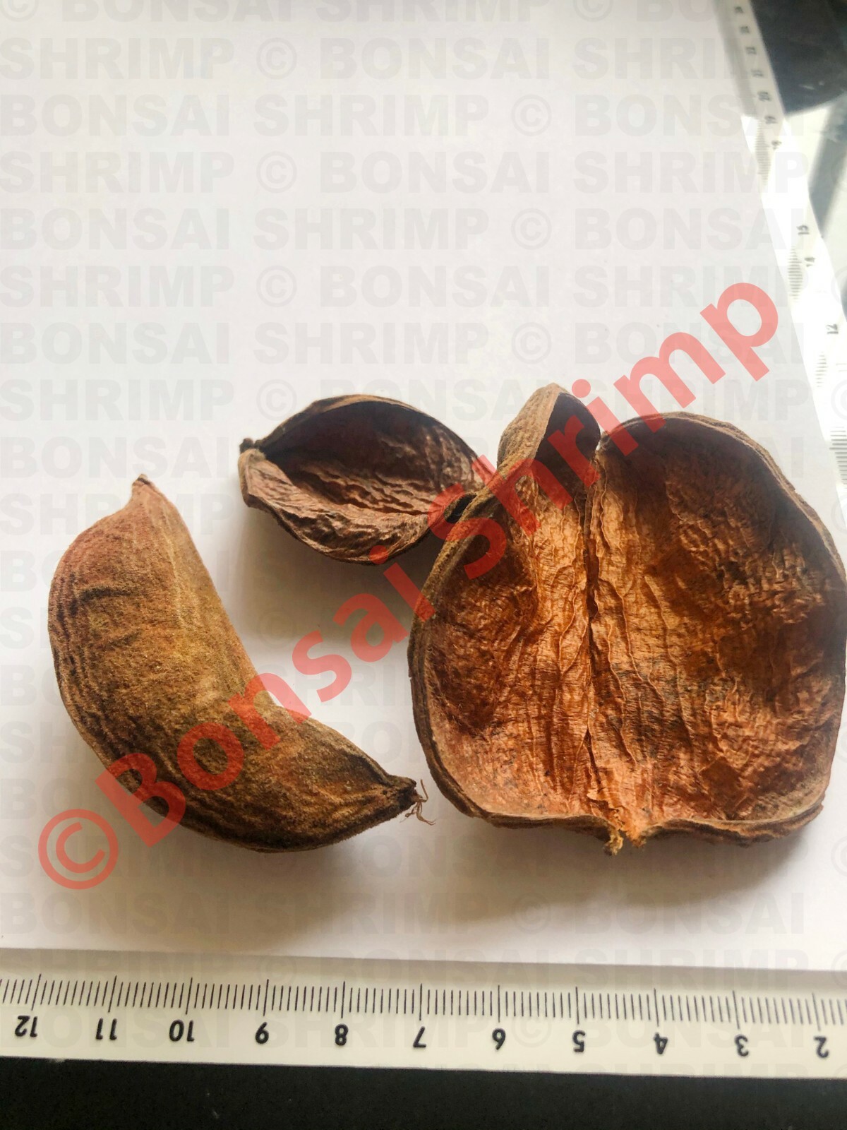 Large Pod Box Shrimp Fish Fry Snail Pleco catfish Natural Cave Pods ...