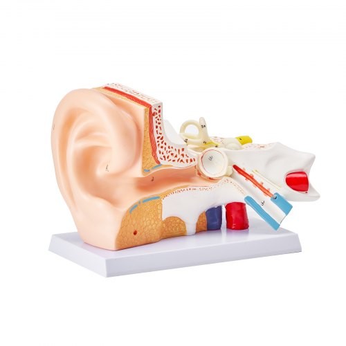 New Human Ear Anatomy Model, 3 Parts 5 Times Enlarged Human Ear Model ...