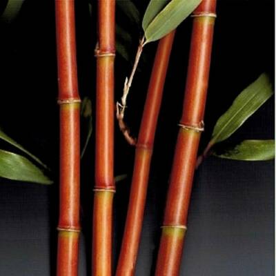Red Temple Bamboo / Narihira Bamboo Semiarundinaria fastuosa - 1 Gallon ...