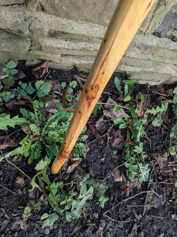 Yew Shillelagh Wood Walking Stick Unique Beautiful Cane Knobkerrie ...