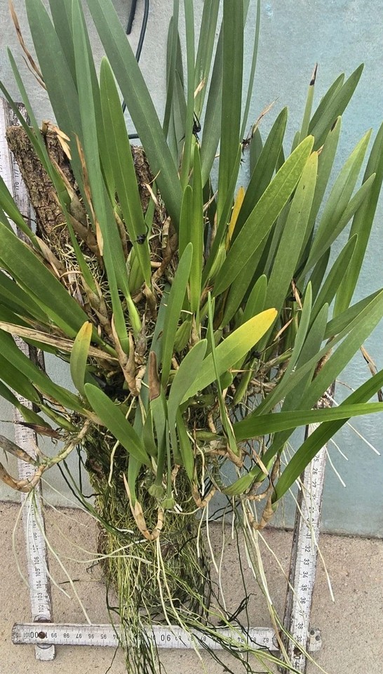 Nidema boothi, Selten Orchidee, Orchids, Rare Plants, Orchid | eBay.de