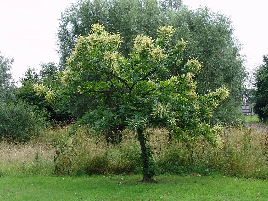 Sweet Chestnut Tree