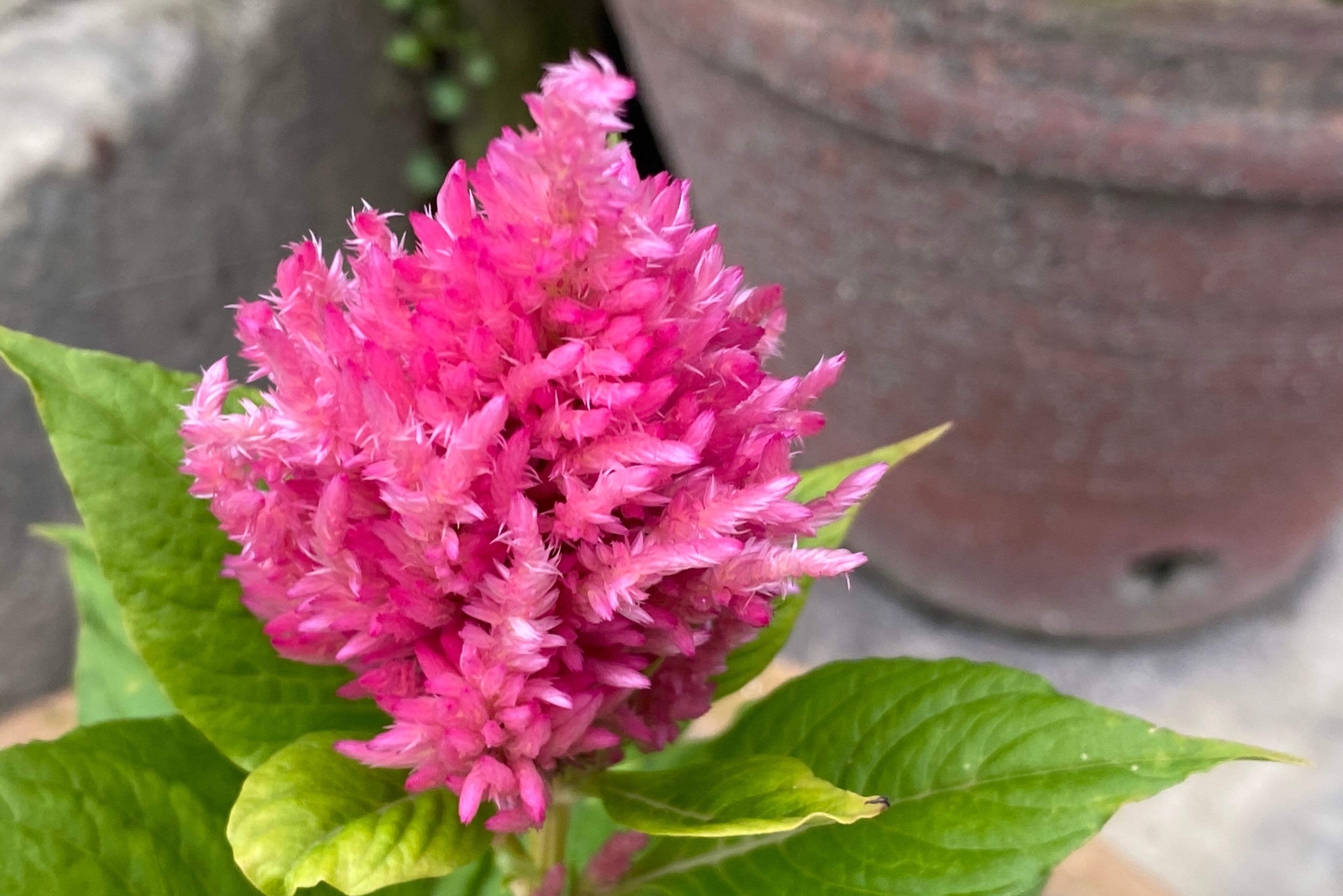 150 Mixed PAMPAS PLUMES COCKSCOMB Celosia Plumosa Flower Seeds | eBay