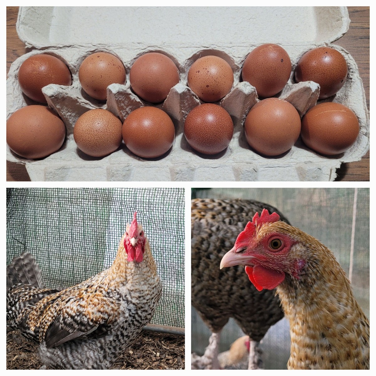 Cuckoo Maran Egg Color