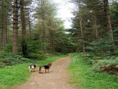 Photo 6x4 Footpath in Eymore Wood Holbeache This footpath, unmarked on ...