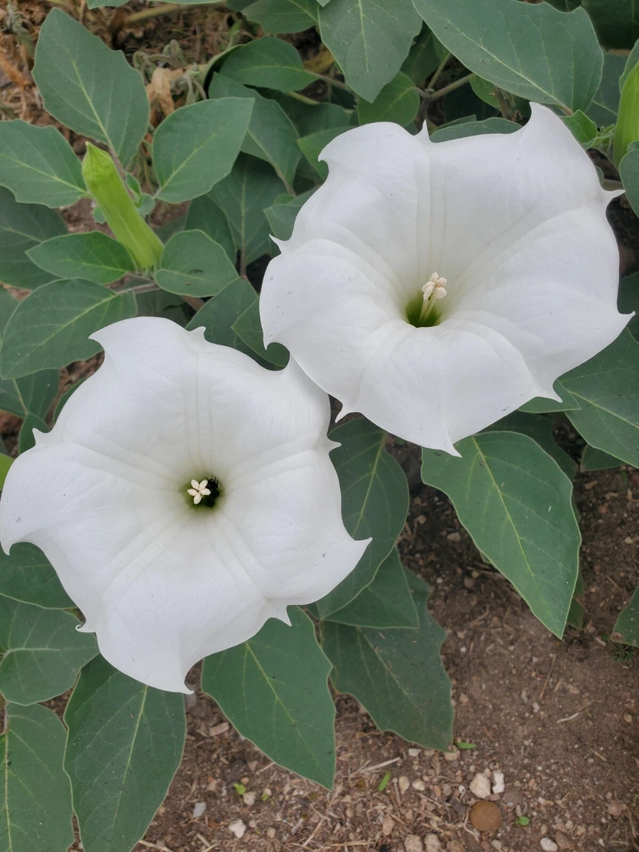 Datura Inoxia