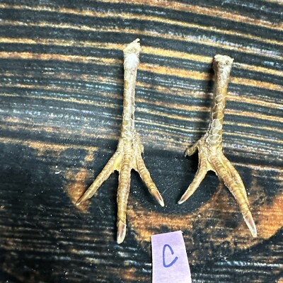 2 Real Chicken FEET Pair animal Mount Witch art craft bird Voodoo ...