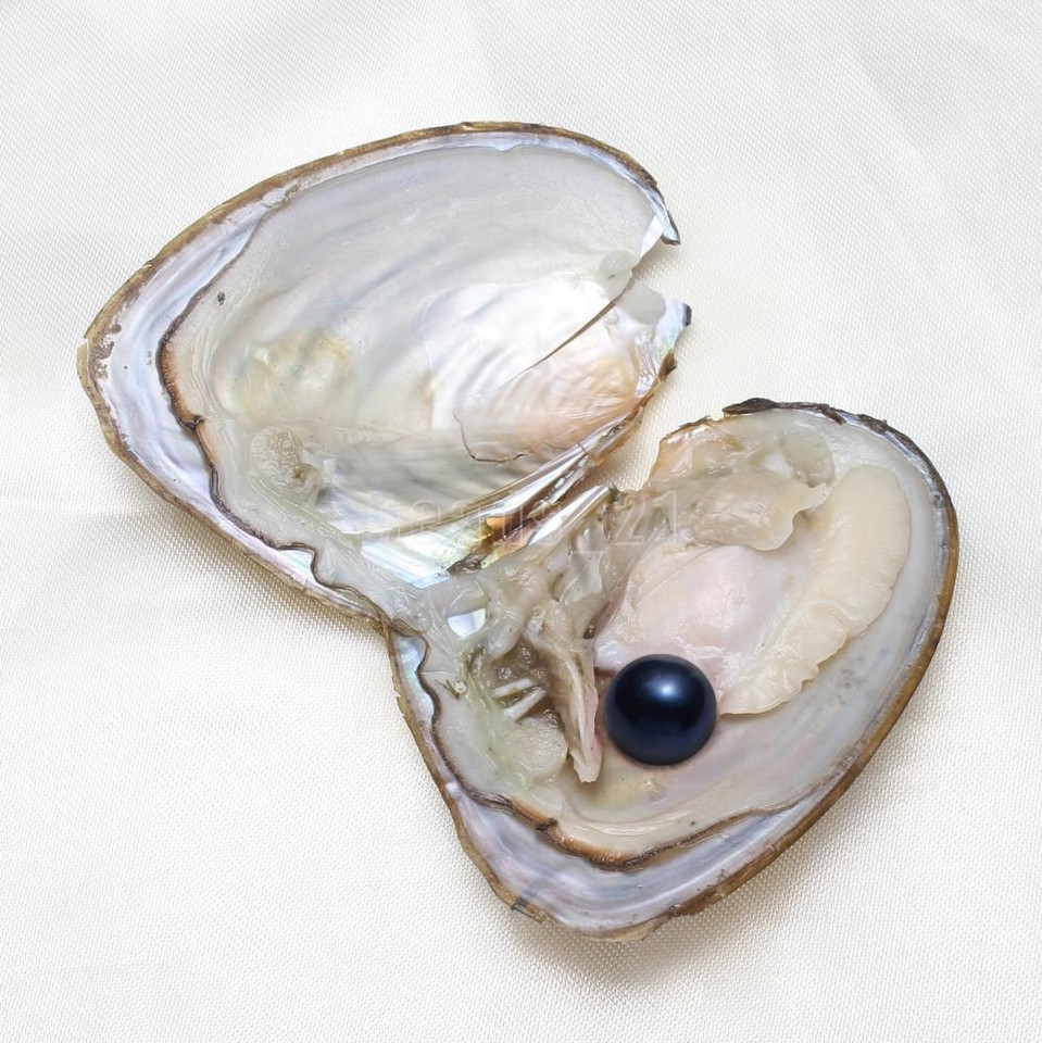 10x Bulk Natural Freshwater Akoya Pearl Oysters Real Pearl Bulk w ...