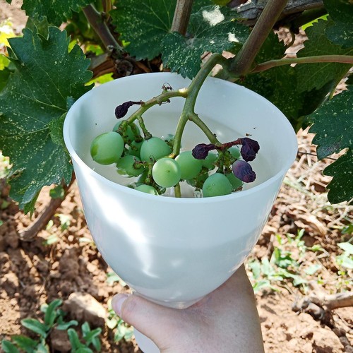 Grape Dipping Cup Portable Multipurpose Professional Keep Grapes from ...