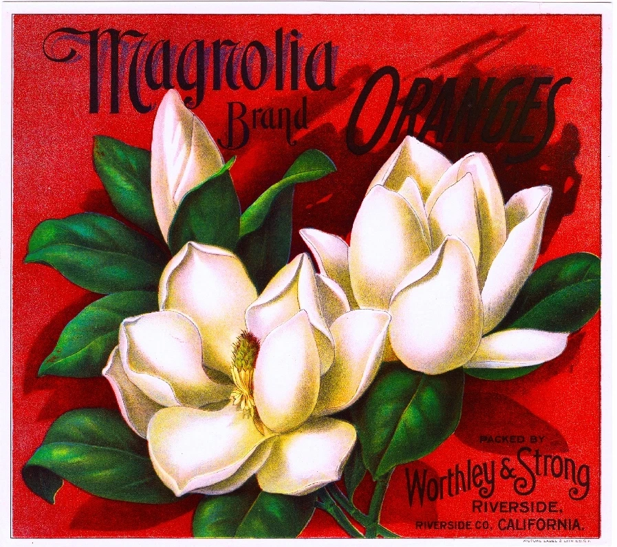 Magnolia Flowers Riverside California | Best Flower Site