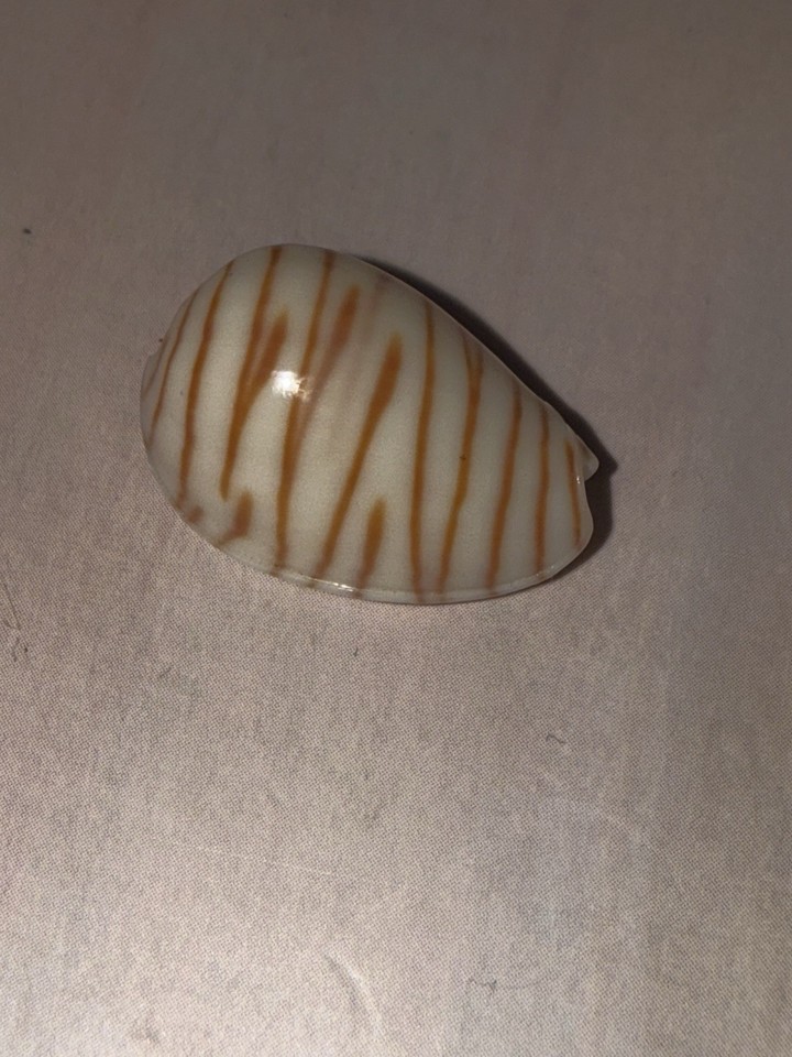 Persicula Cingulata Seashell With Full Collection Data F+ | eBay