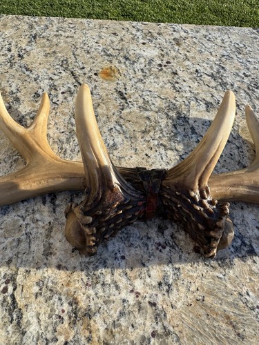 Rustic Hunter's 10 Point Stag Deer Antler Coat/Hat/Key Rack | eBay