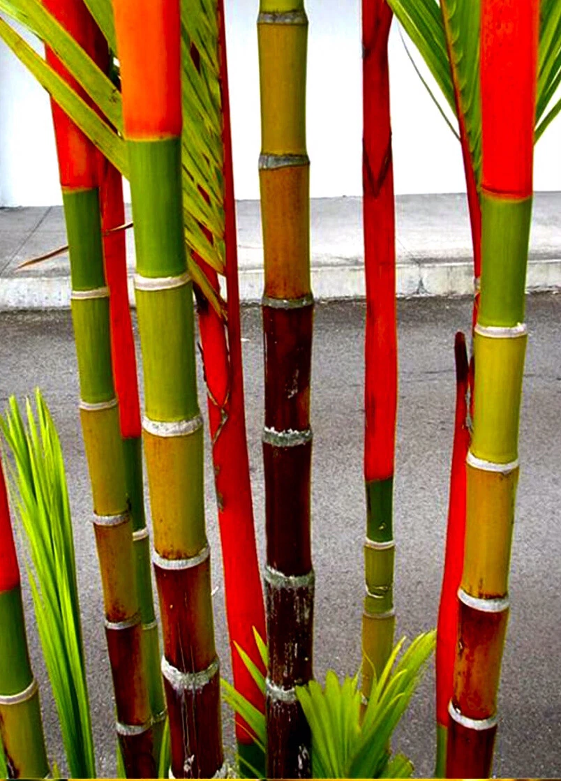 Moso Bamboo Seeds Bulk