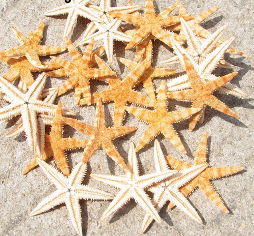 Shells Seashells, Beach Shells, Individual Sea Shells - Choice of Over ...