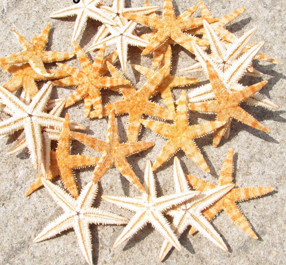 Shells Seashells, Beach Shells, Individual Sea Shells - Choice of Over ...