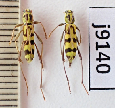 j9140. Insects, Cerambycidae sp. Vietnam South | eBay