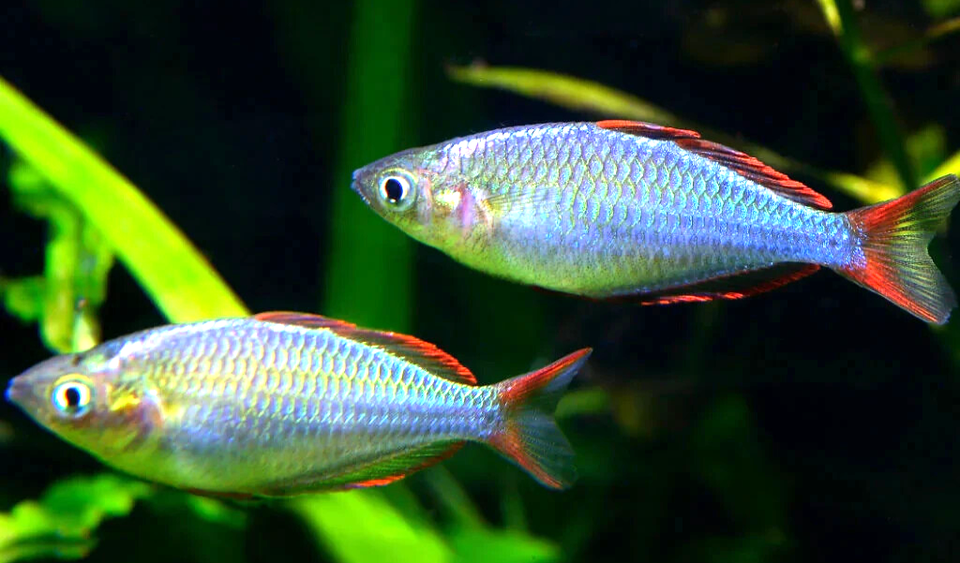 6 Dwarf Neon Rainbowfish Fish USA BRED!! HIGH QUALITY!! Neon Rainbow ...