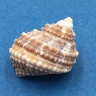 #6 Turbo (Marmarostoma) castanea 23mm W/O Honeymoon Beach Florida | eBay