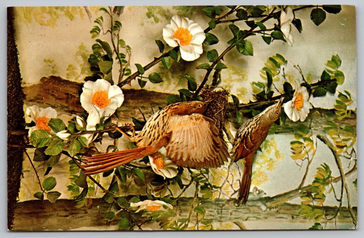 Georgia State Bird And Flower And Tree